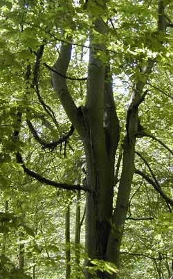 American Beech – Marshall University Arboretum Project
