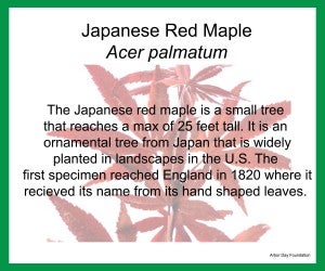 Japanese Red Maple – Marshall University Arboretum Project